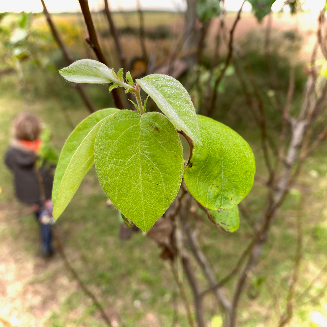 Life on Fat Wren Farm.